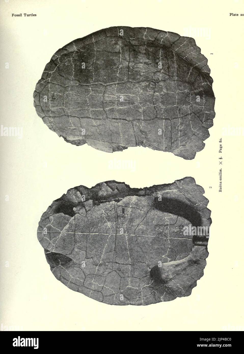 The fossil turtles of North America Stock Photo - Alamy