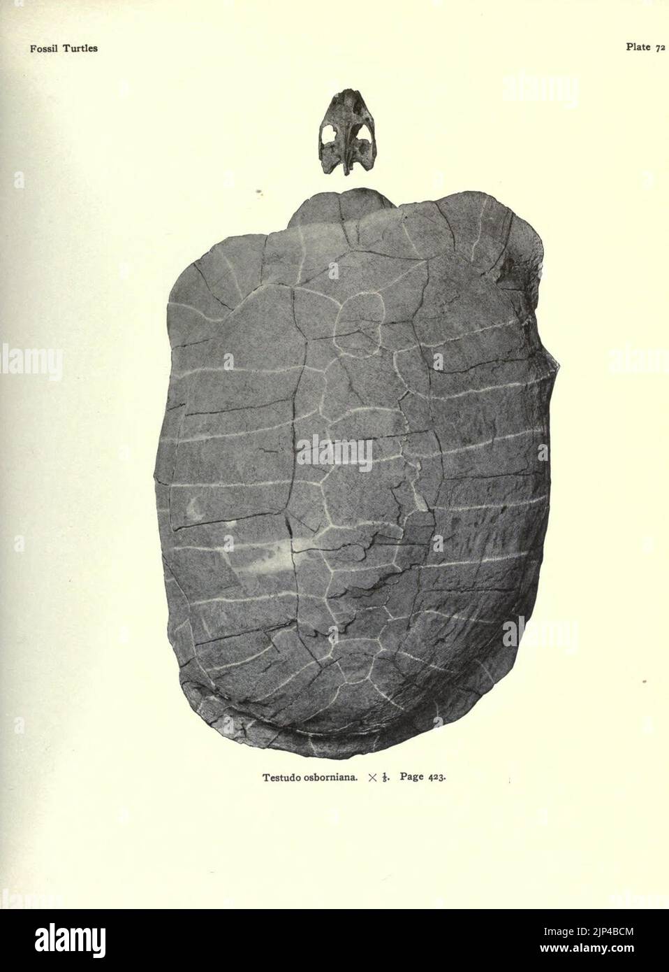 The fossil turtles of North America Stock Photo - Alamy