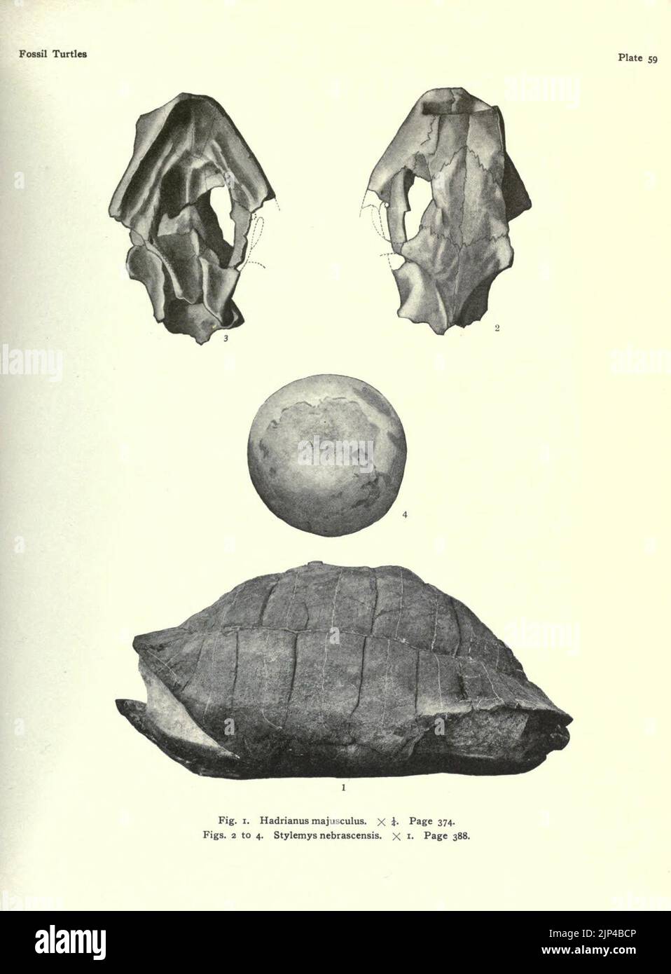 The fossil turtles of North America Stock Photo - Alamy