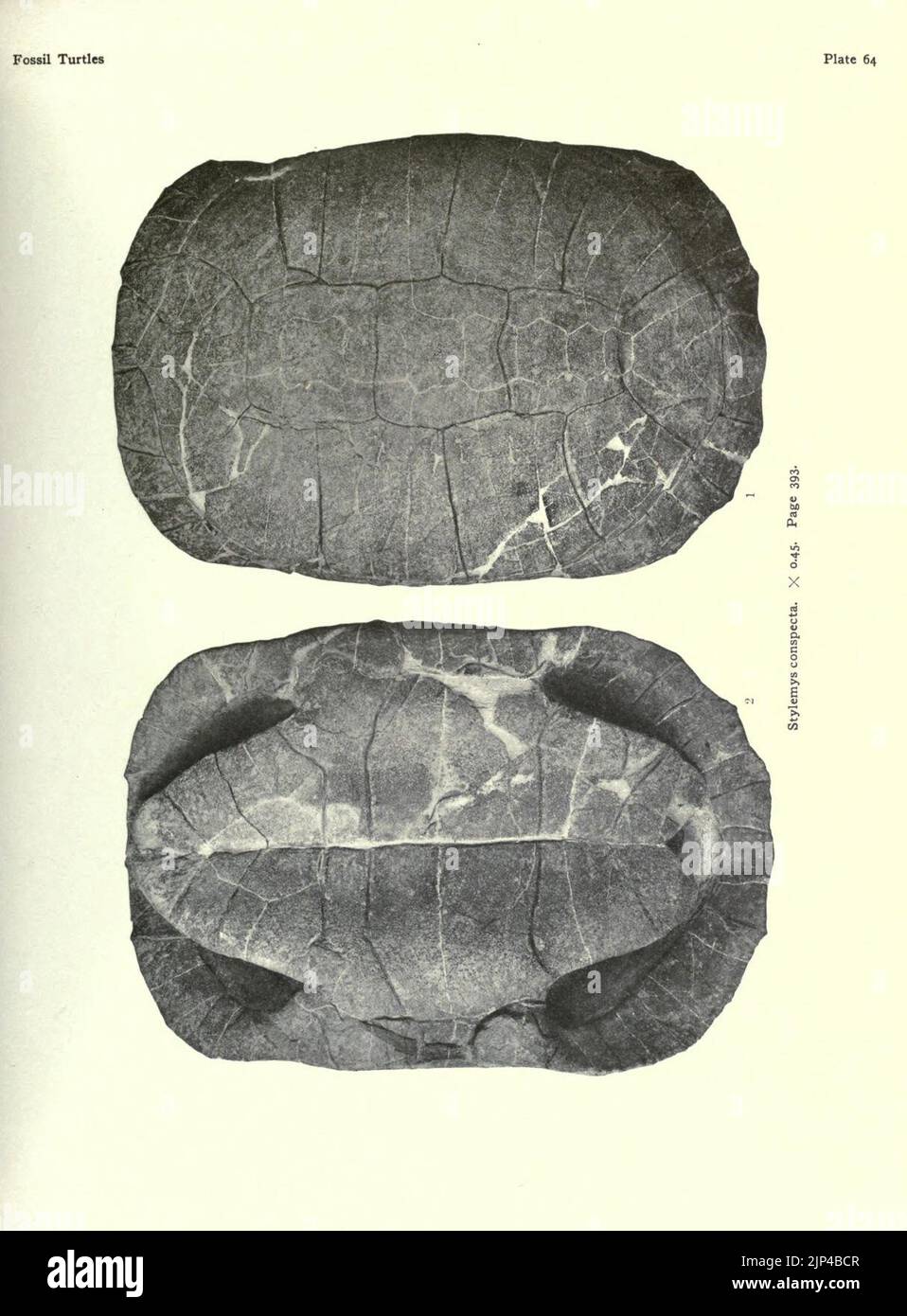 The fossil turtles of North America Stock Photo - Alamy
