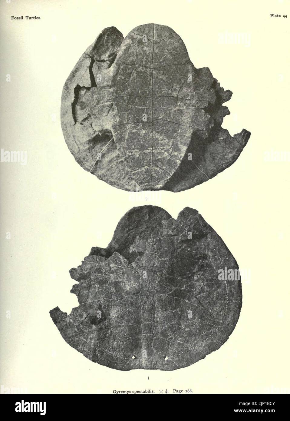 The fossil turtles of North America Stock Photo - Alamy