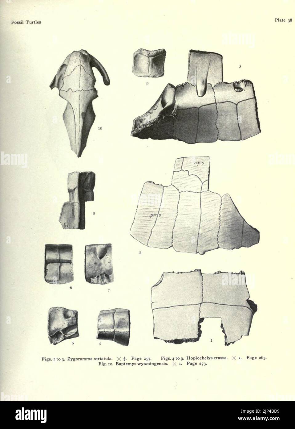 The fossil turtles of North America Stock Photo - Alamy