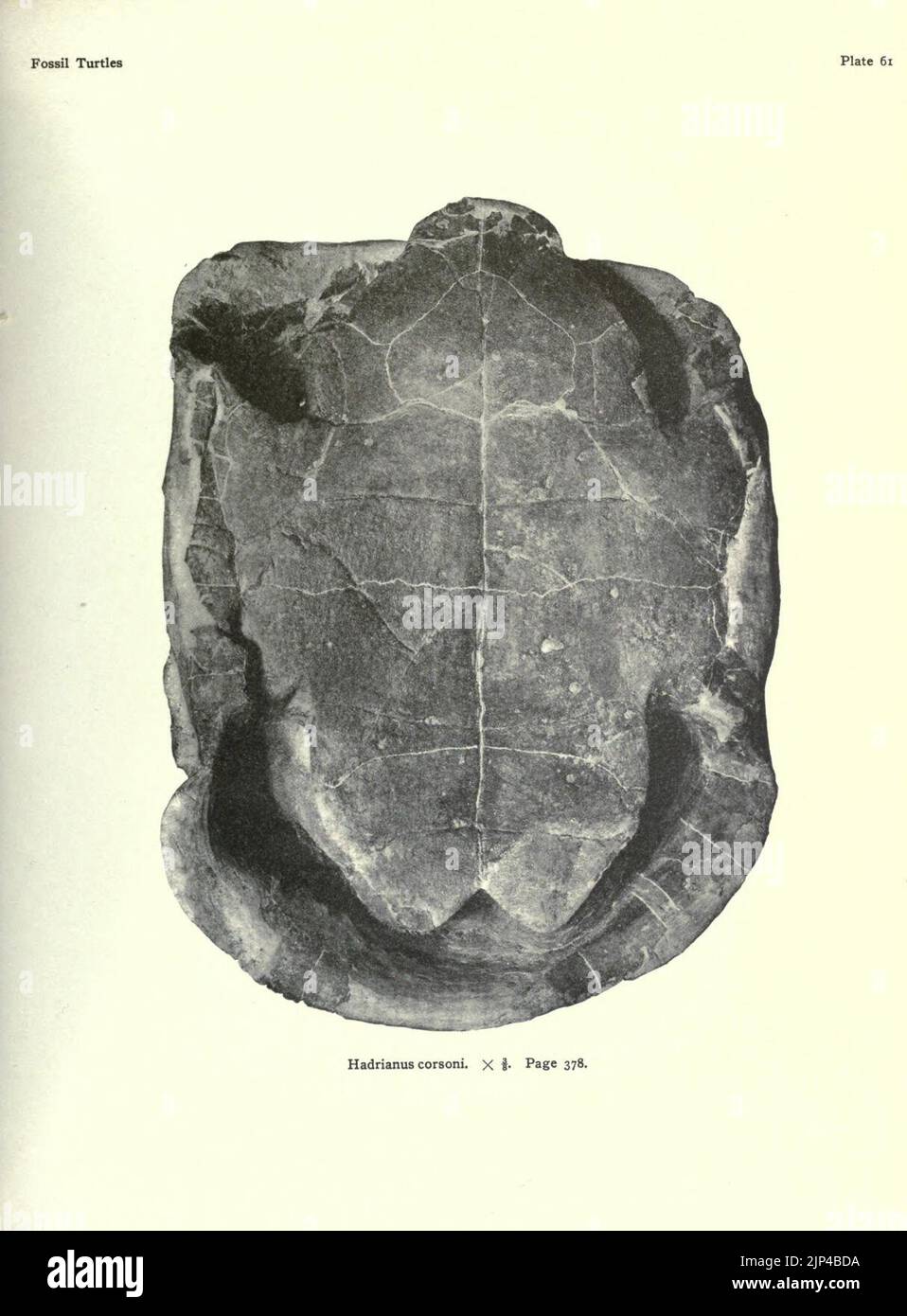 The fossil turtles of North America Stock Photo - Alamy