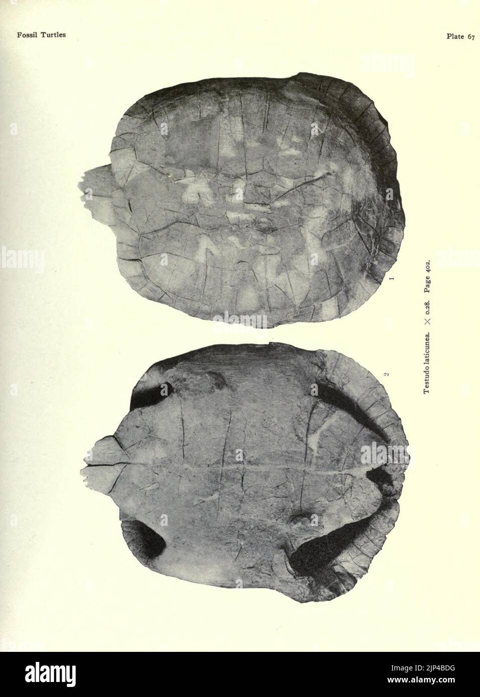 The fossil turtles of North America Stock Photo - Alamy