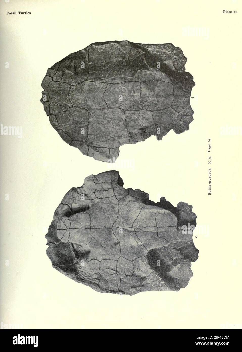 The fossil turtles of North America Stock Photo - Alamy