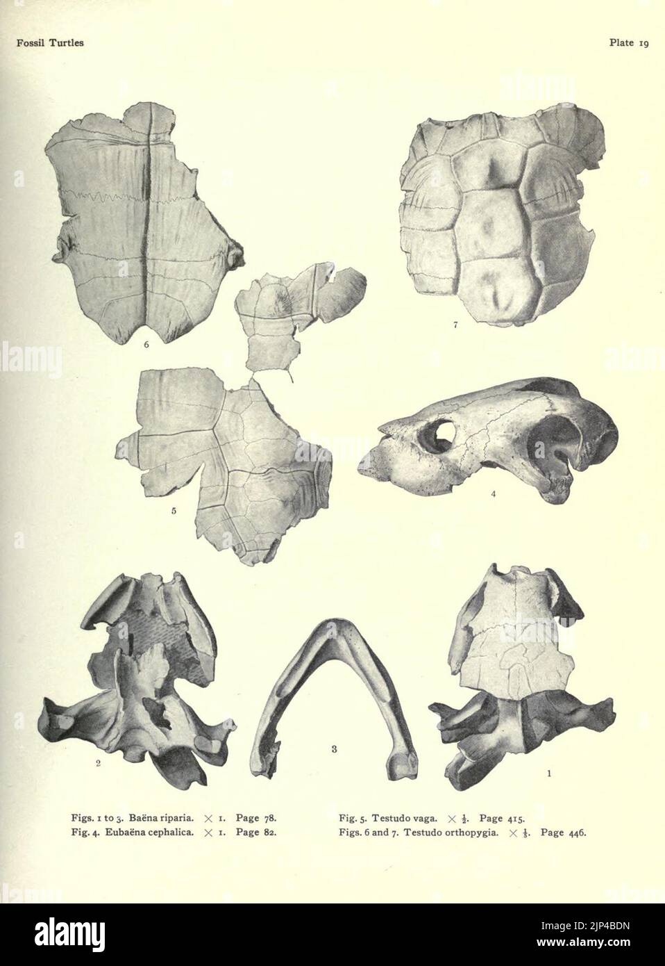 The fossil turtles of North America Stock Photo - Alamy