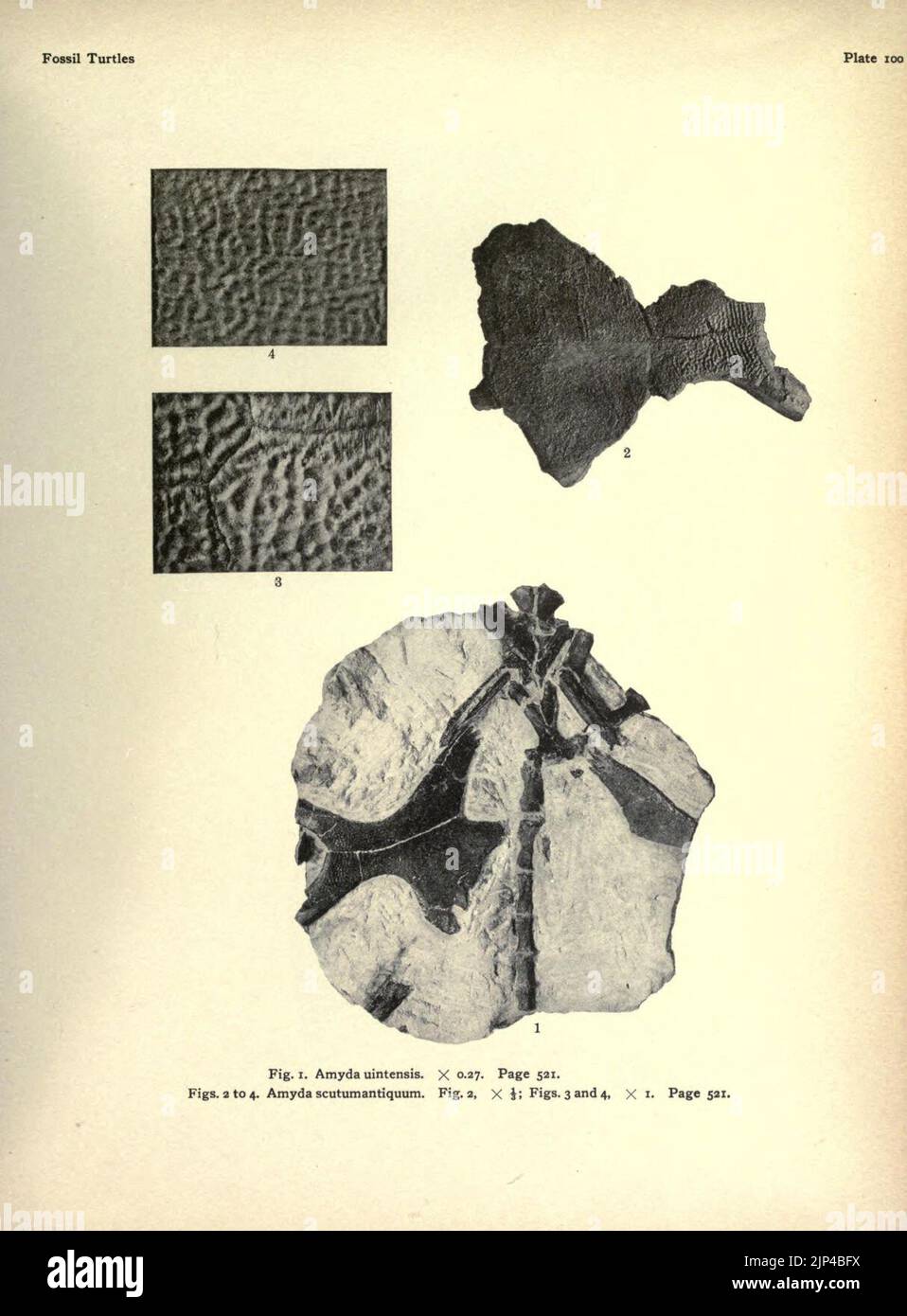 The fossil turtles of North America Stock Photo - Alamy