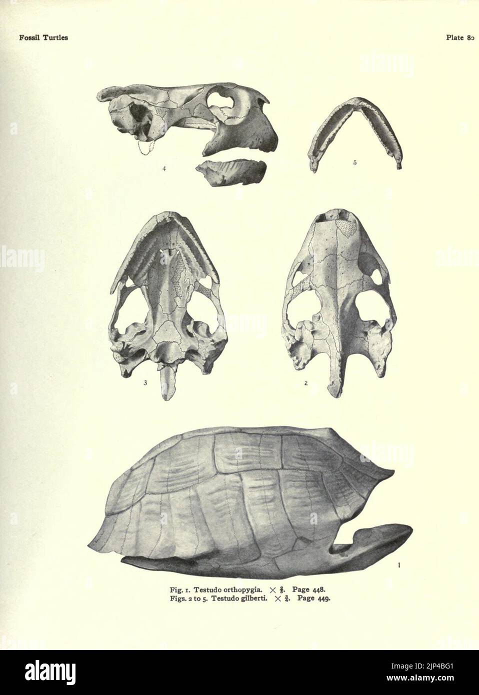 The fossil turtles of North America Stock Photo - Alamy