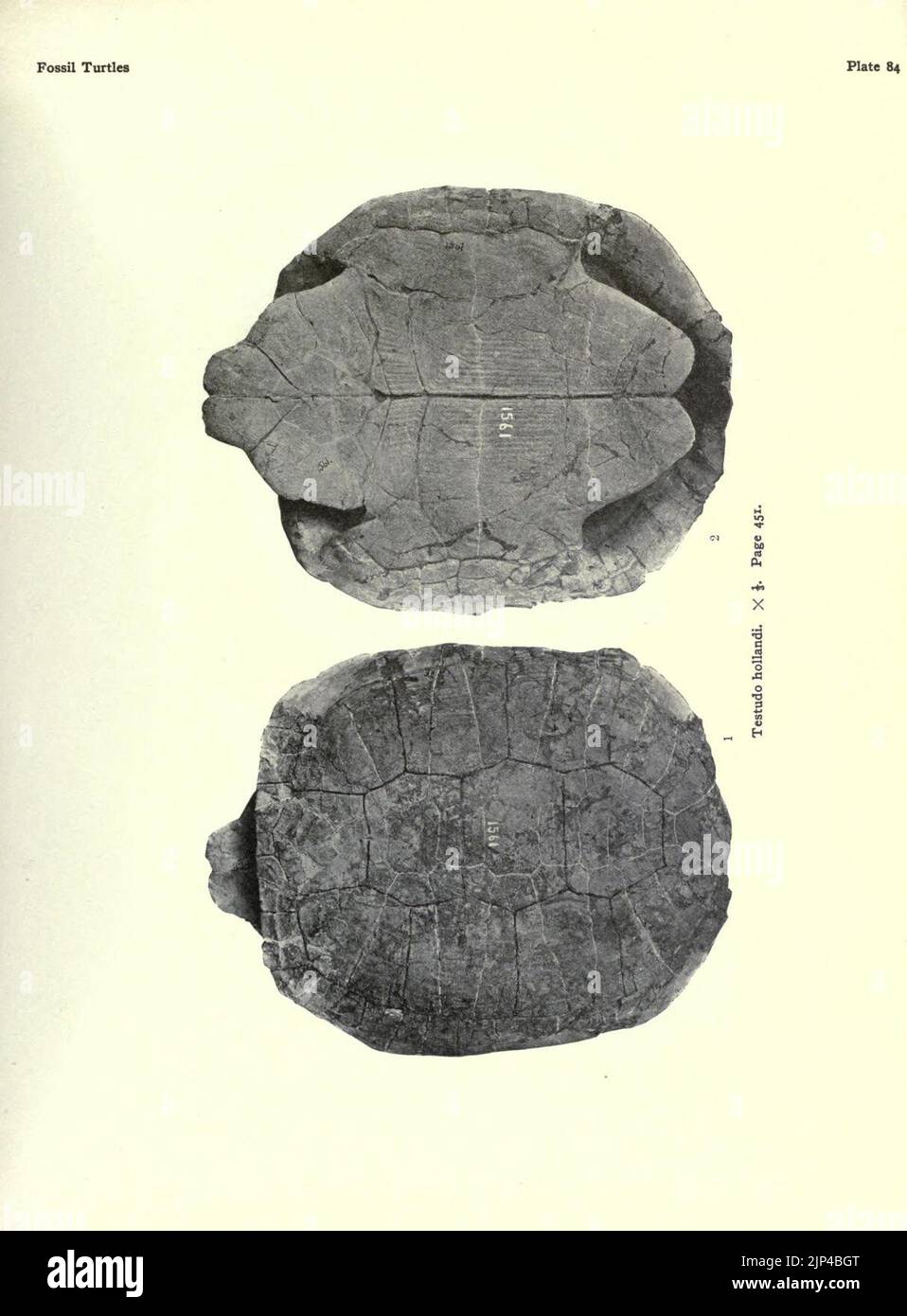 The fossil turtles of North America Stock Photo - Alamy