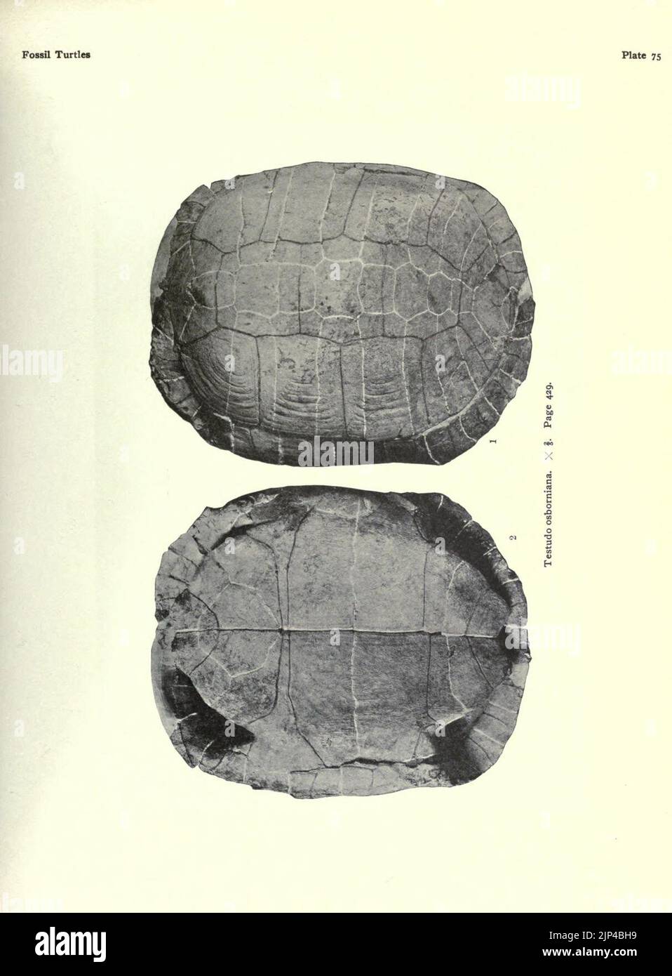 The fossil turtles of North America Stock Photo - Alamy