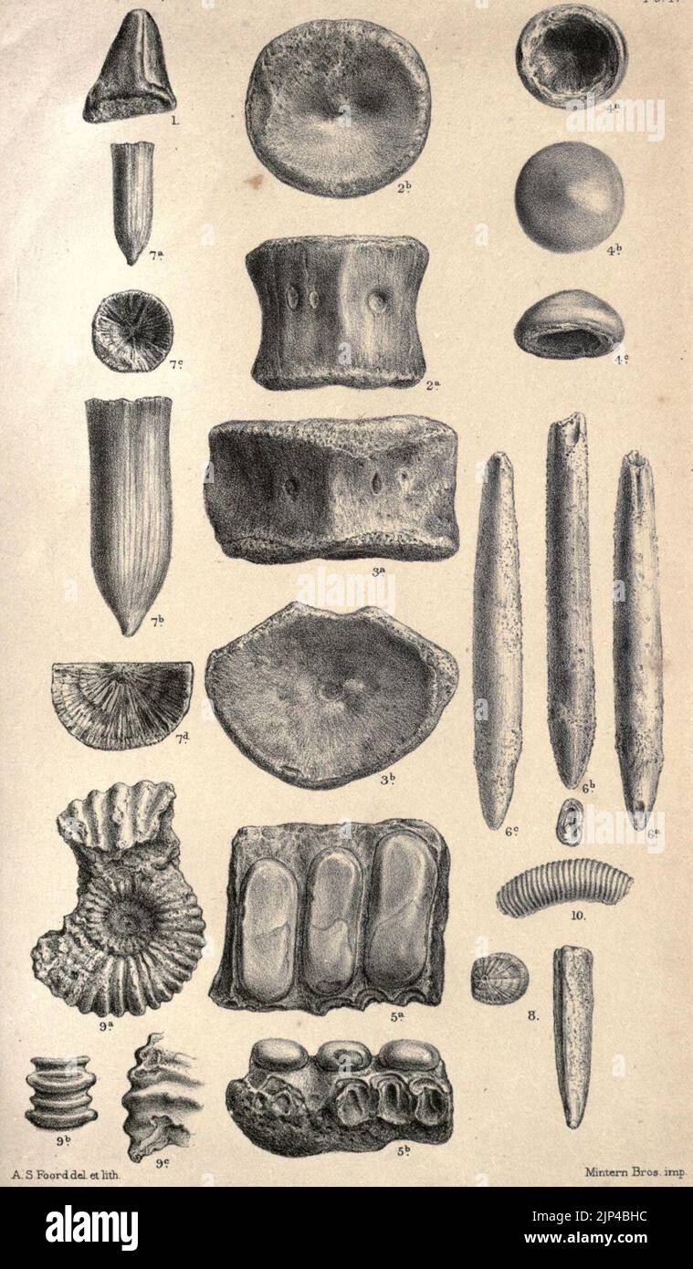 The fossils and palæontological affinities of the Neocomian deposits of ...
