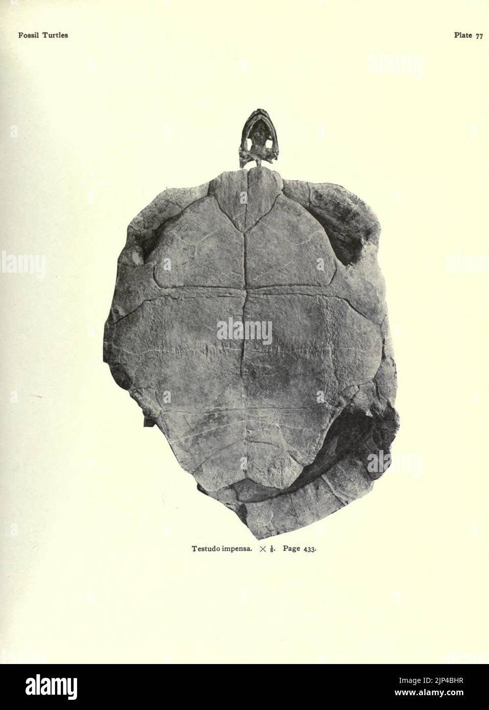 The fossil turtles of North America Stock Photo - Alamy