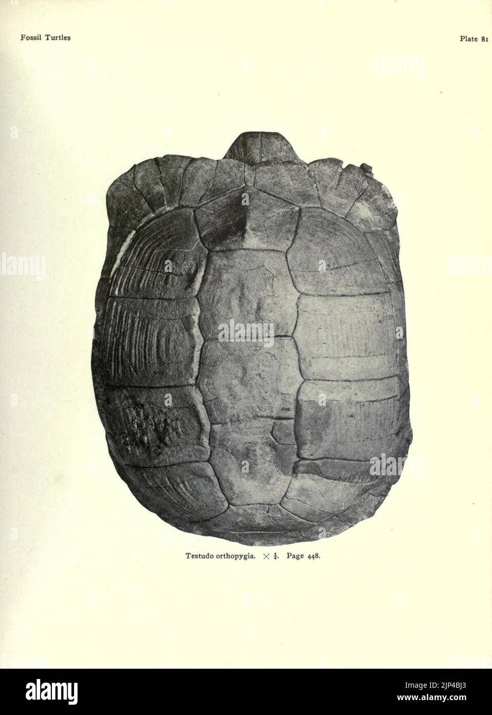 The fossil turtles of North America Stock Photo - Alamy