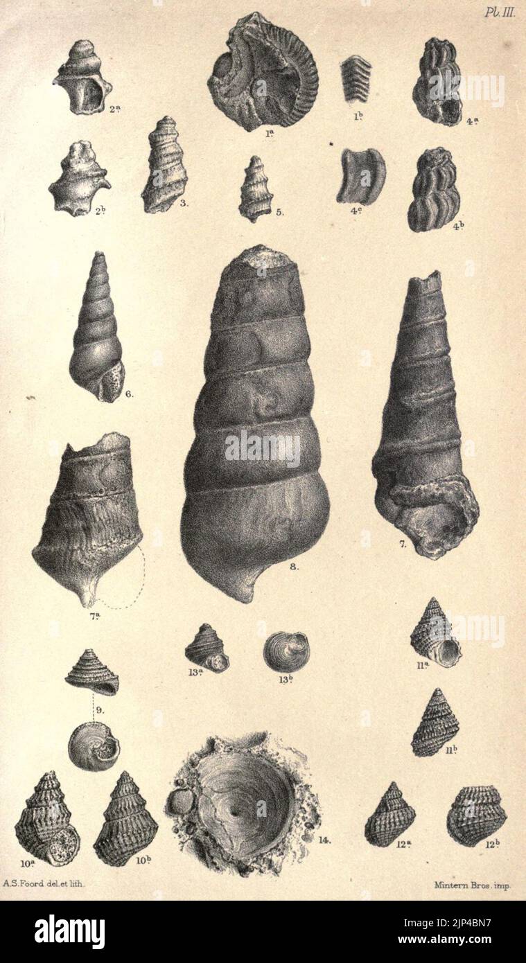 The fossils and palæontological affinities of the Neocomian deposits of ...