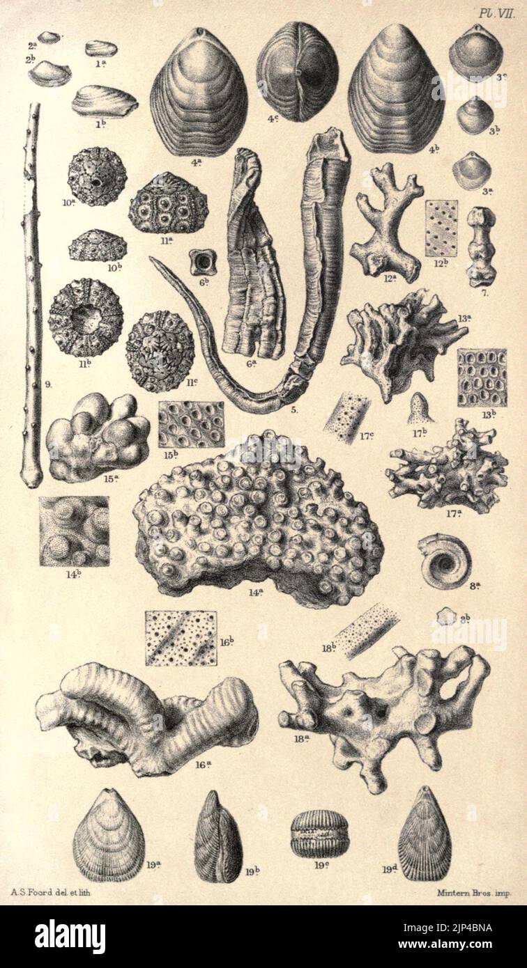 The fossils and palæontological affinities of the Neocomian deposits of ...
