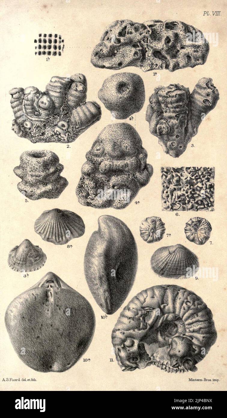The fossils and palæontological affinities of the Neocomian deposits of ...