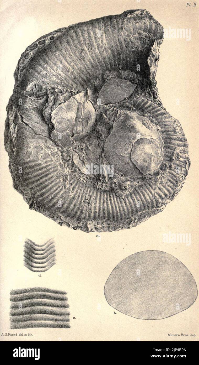 The fossils and palæontological affinities of the Neocomian deposits of ...