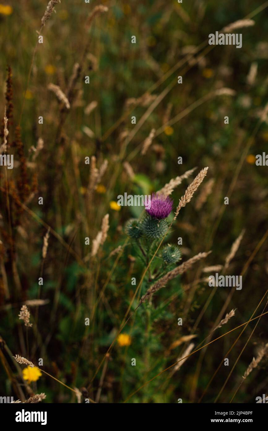 Cirsium vulgare, the spear thistle, bull thistle, or common thistle ...