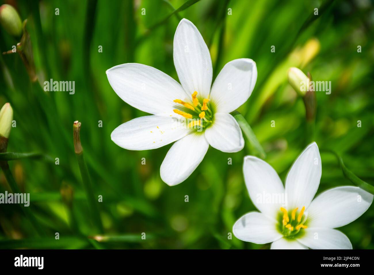 A plant genus of the amaryllis family amaryllidaceae hi-res stock ...