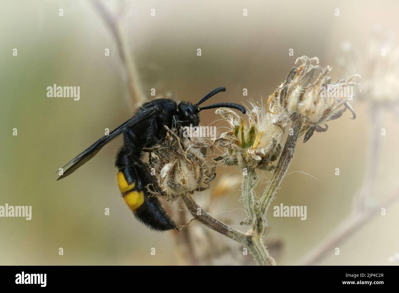 Detailed closeup on a male black and yellow scoliid wasp, Scolia hirta ...
