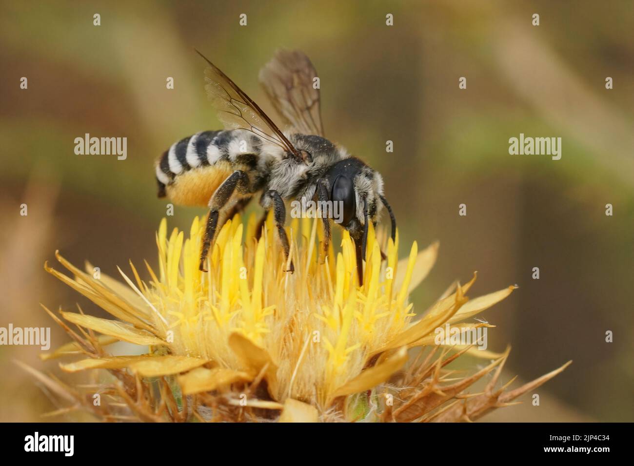 Natural closeup on a female white sectioned leafcutter bee, Megachile ...