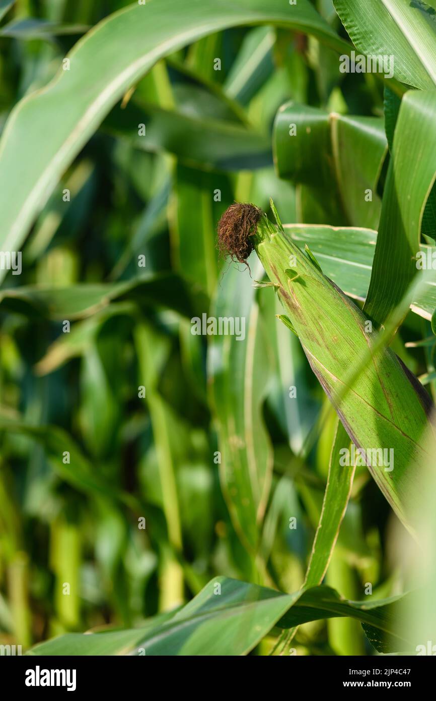 Close up of a corncob hi-res stock photography and images - Alamy