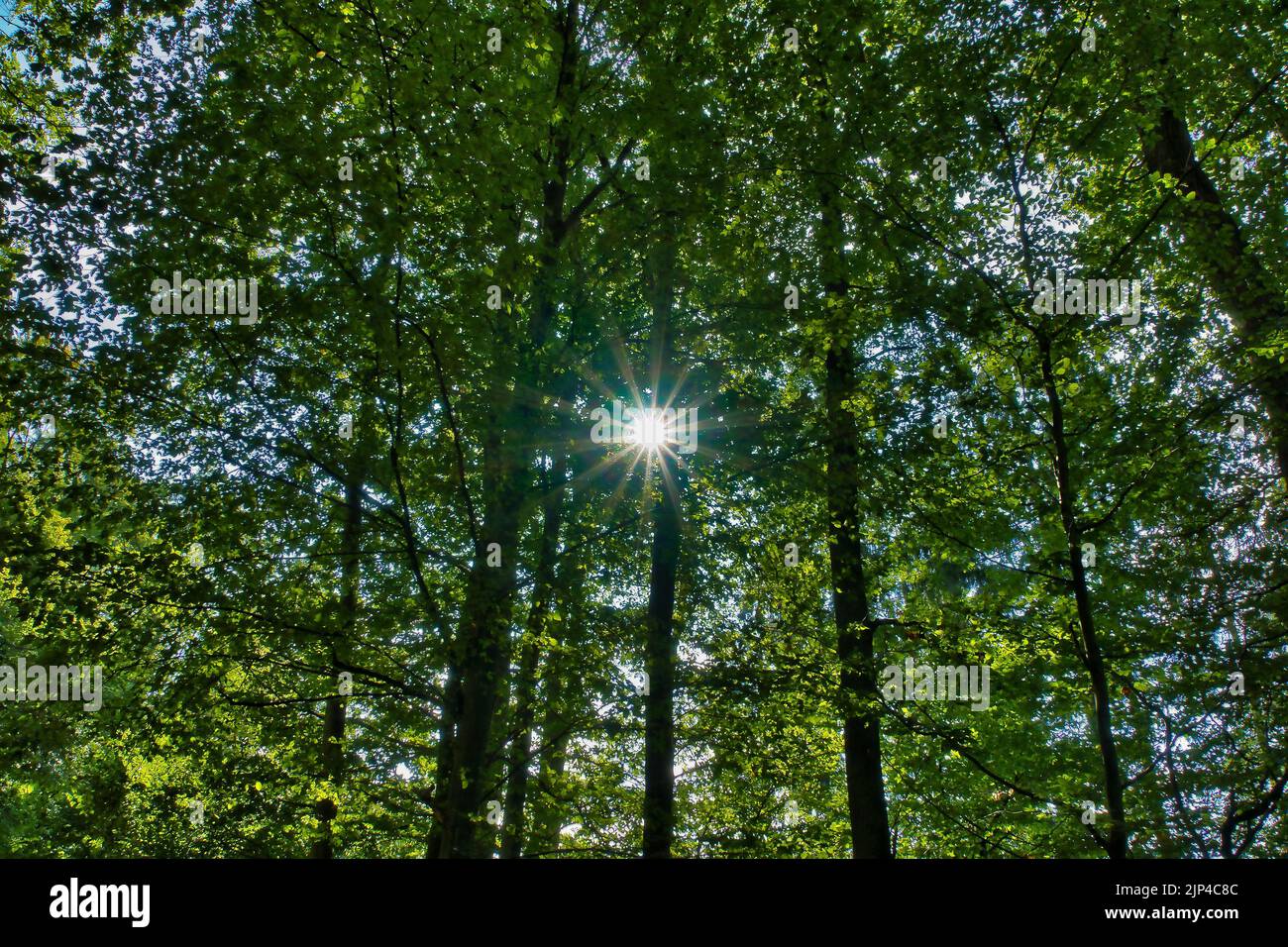 A beautiful low angle of tall trees in an evergreen forest Stock Photo ...
