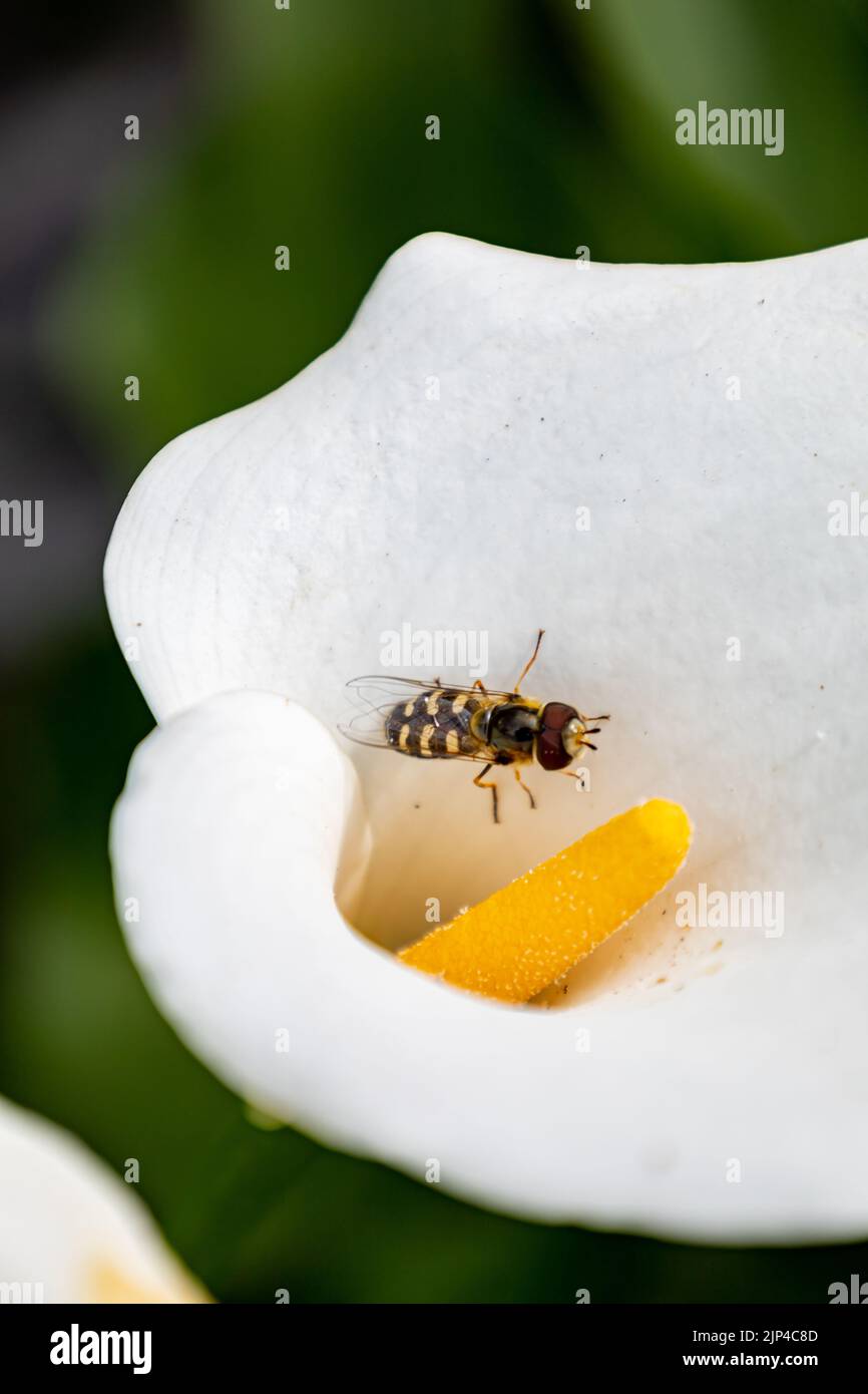 A bee inside a calla collecting nectar for pollination,closeup shot ...