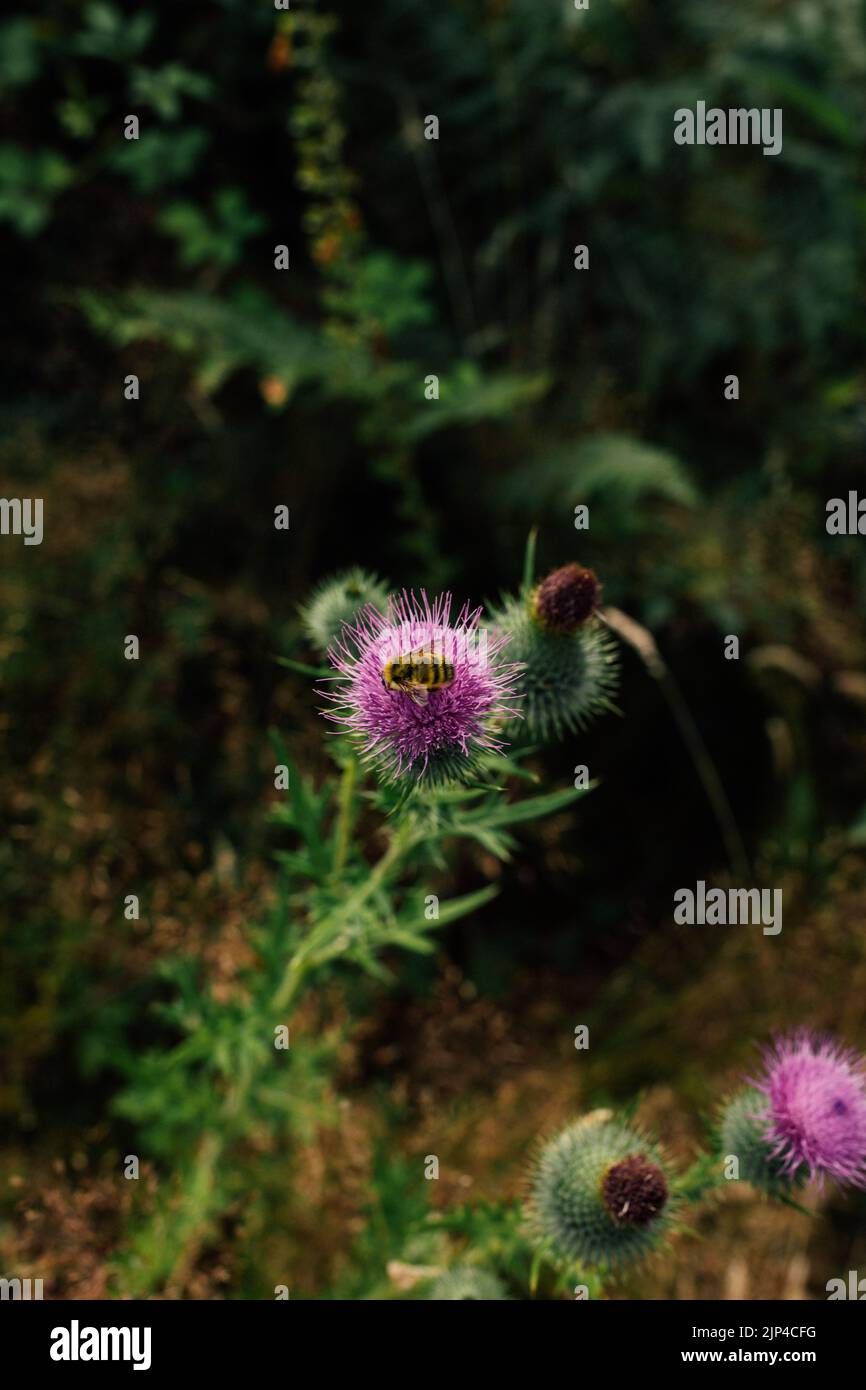 Purple spear thistle flower hi-res stock photography and images - Alamy