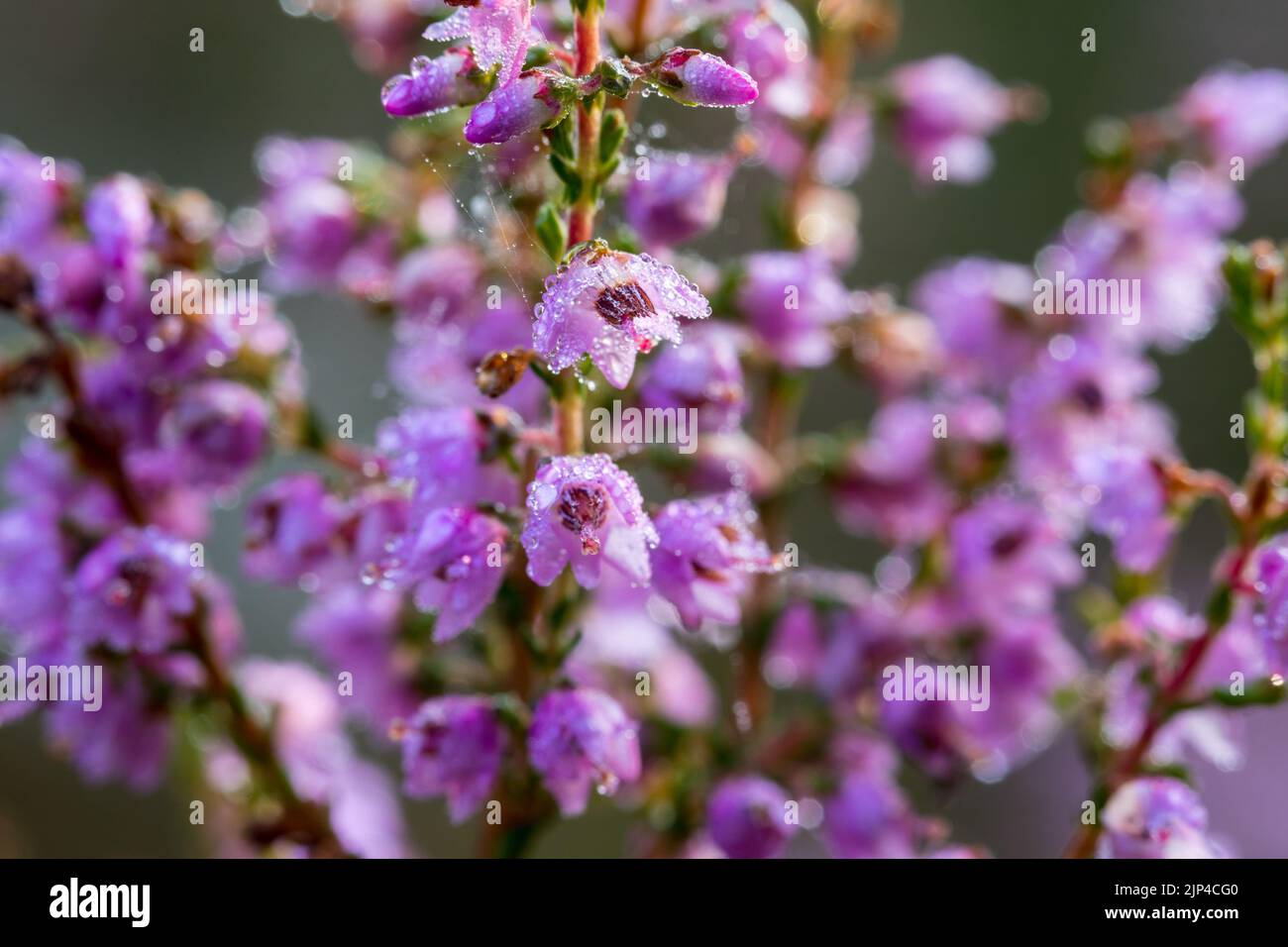 Heather close up hi-res stock photography and images - Alamy