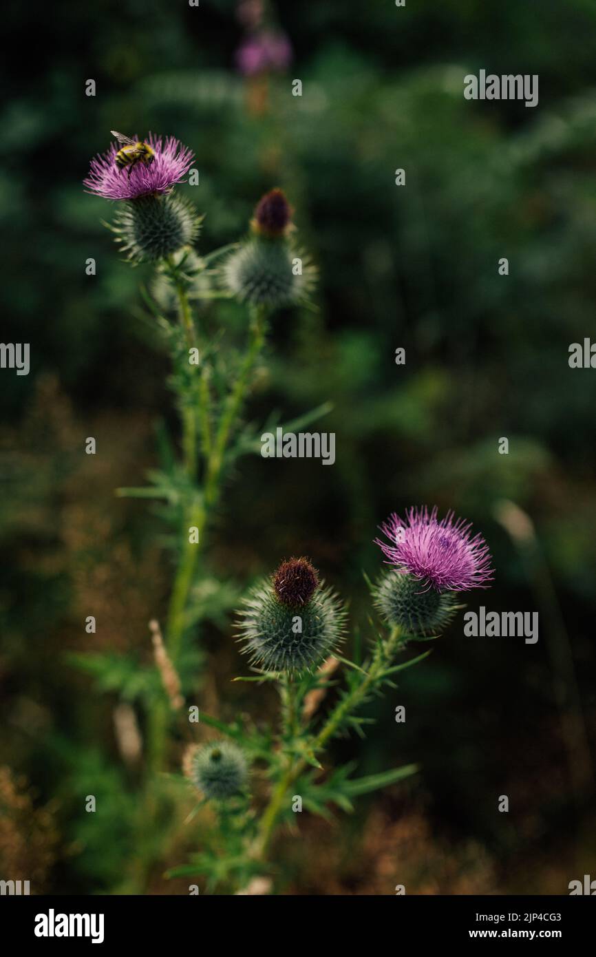purple spear thistle flower with bumble bee Stock Photo - Alamy
