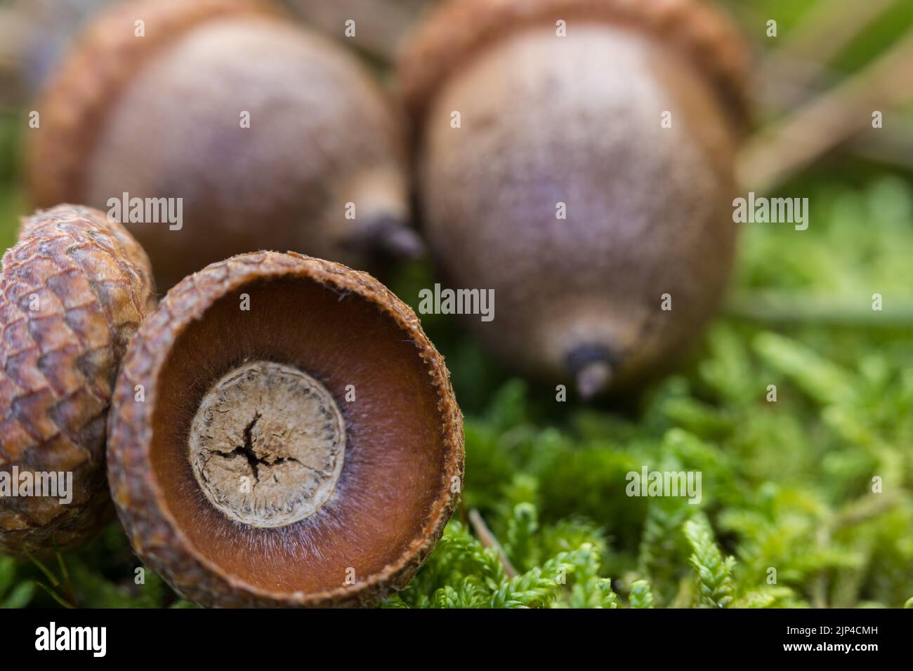 Pedunculate oak acorn, object close-up Stock Photo - Alamy