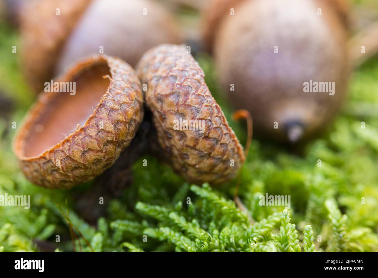Pedunculate oak acorn, object close-up Stock Photo - Alamy