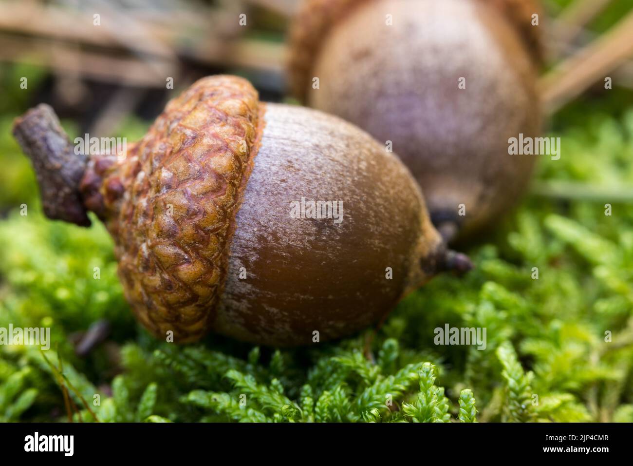 Pedunculate oak acorn, object close-up Stock Photo - Alamy