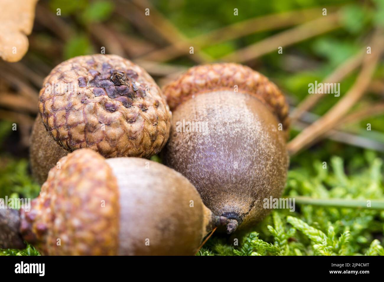 Acorns detail hi-res stock photography and images - Alamy