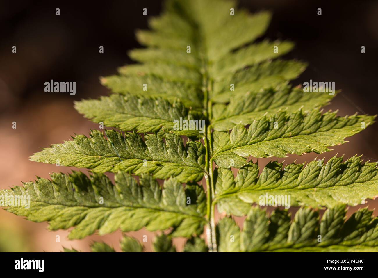 Fern leaf, plant close-up, leaf details Stock Photo - Alamy