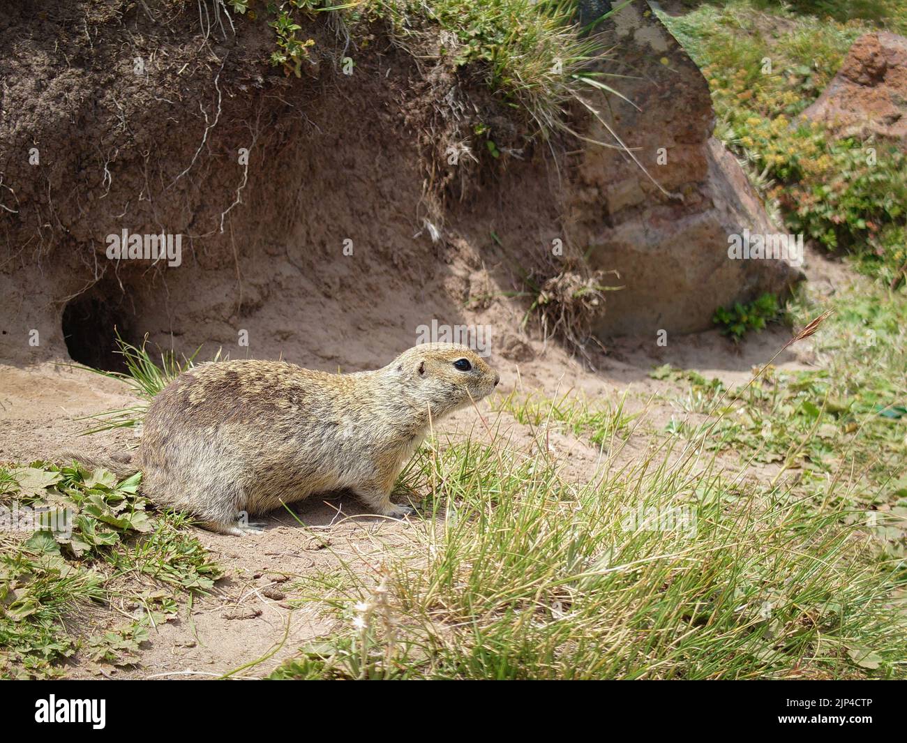 A Caucasian gopher sits and poses for the camera Stock Photo - Alamy