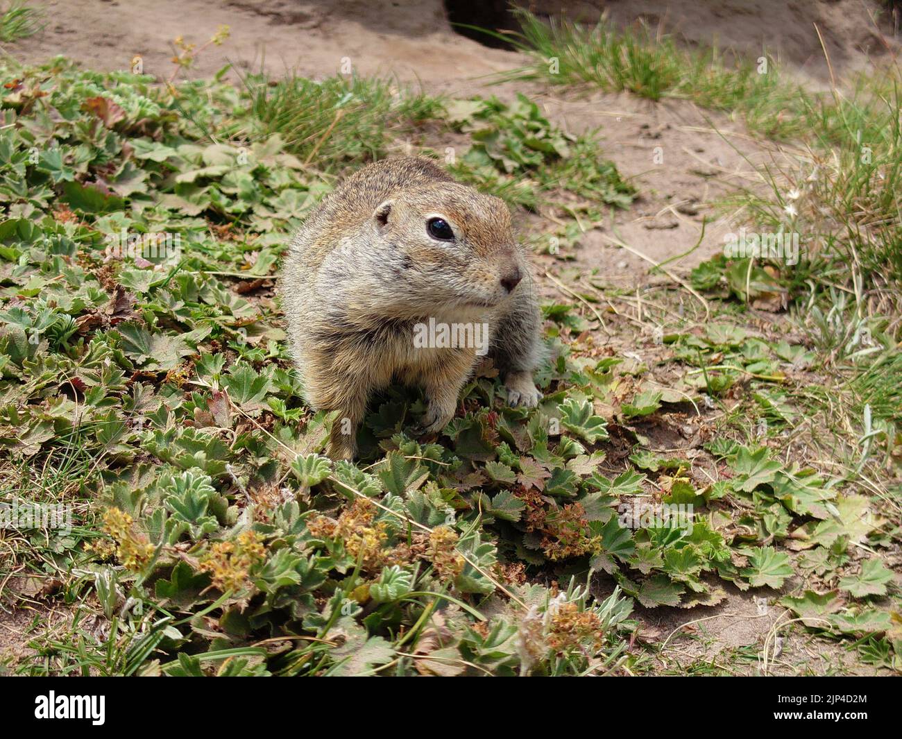 A Caucasian gopher sits and poses for the camera Stock Photo - Alamy