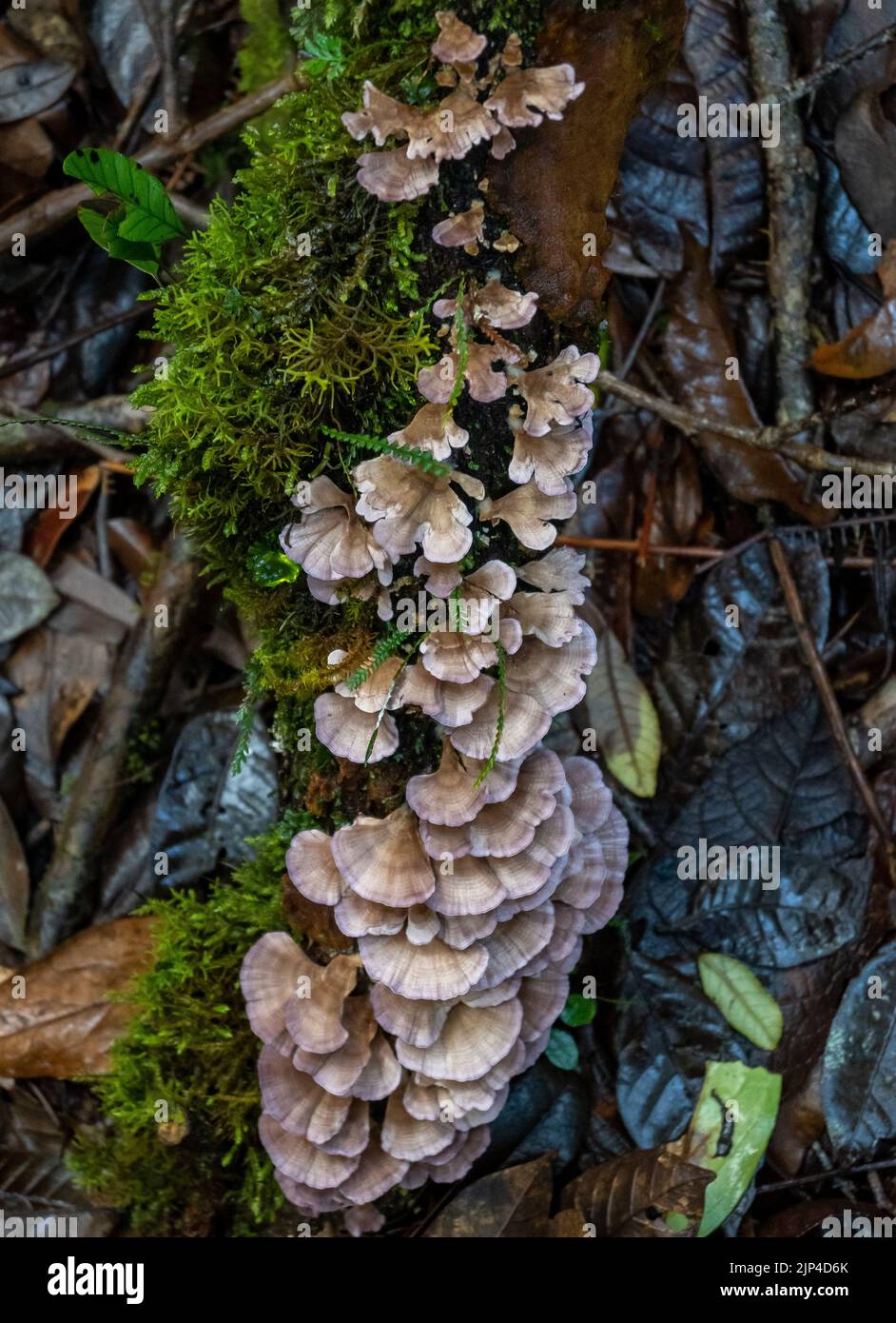 Mushrooms growing on a mossy tree trunk in rain forest. Sulawesi ...
