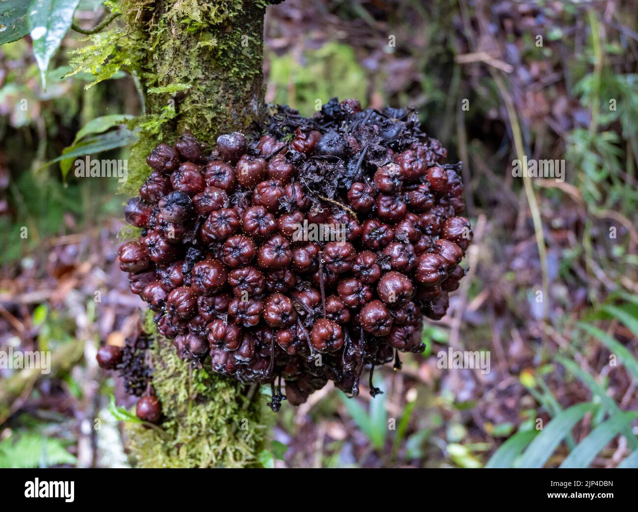 Dark red syconia of figs (Ficus sp.) growing on a tree trunk. Sulawesi ...