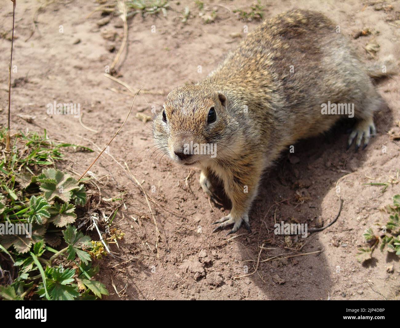 A Caucasian gopher sits and poses for the camera Stock Photo - Alamy