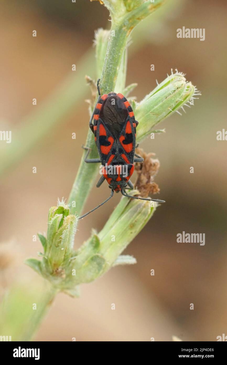 Vertical closeup on a brilliant red Mediterranean ground bug ...