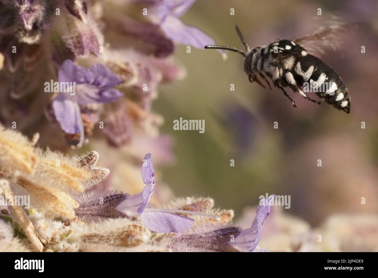 Closeup on the black and white cleptoparasite bee, Thyreus ramosus in ...