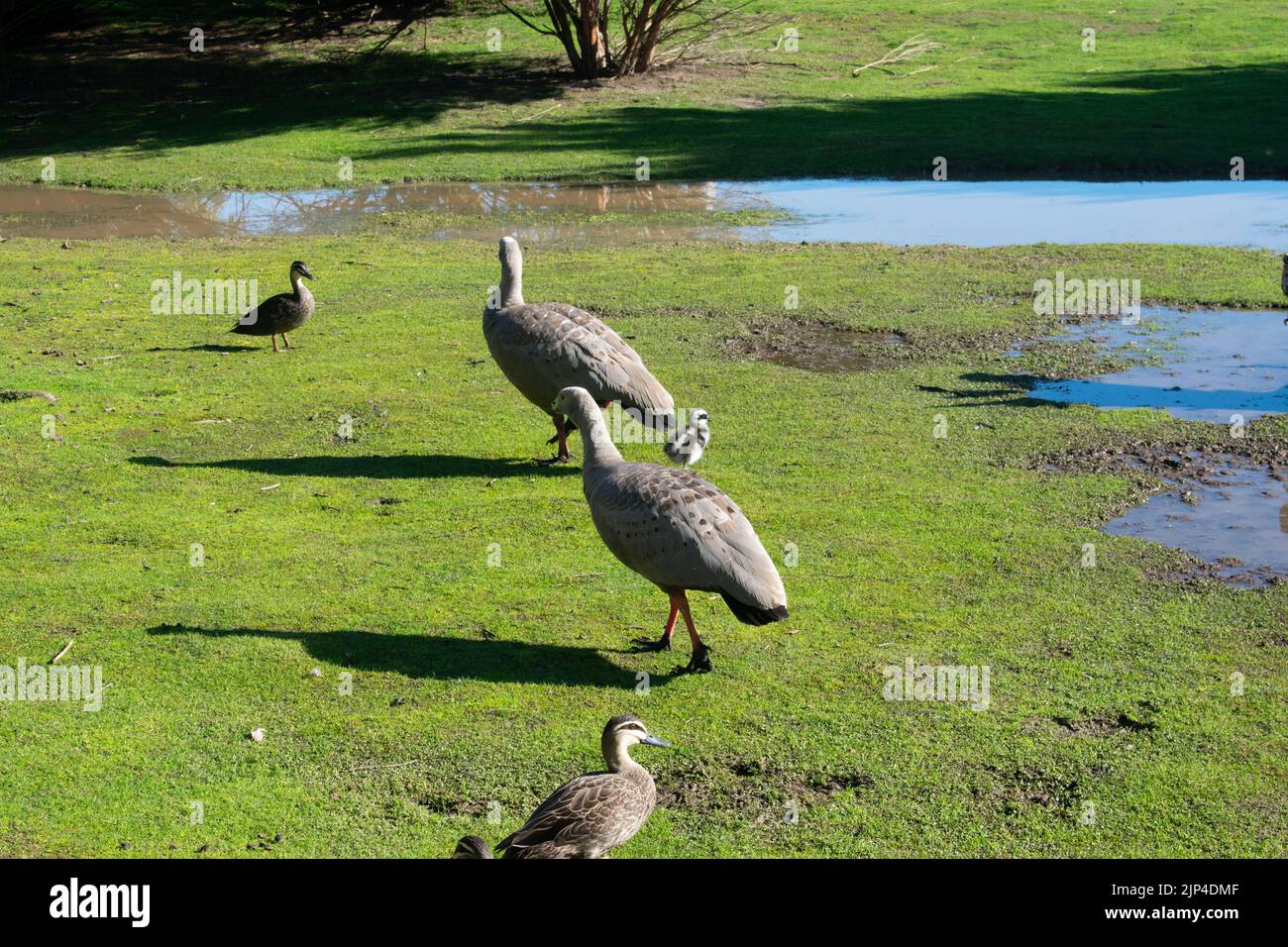 Rare duck hi-res stock photography and images - Alamy