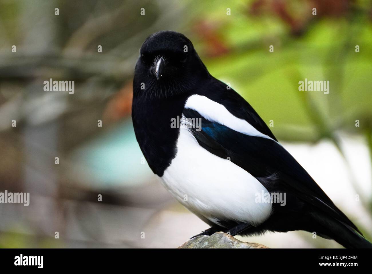 A selective focus of a magpie bird looking at the camera with blurred ...