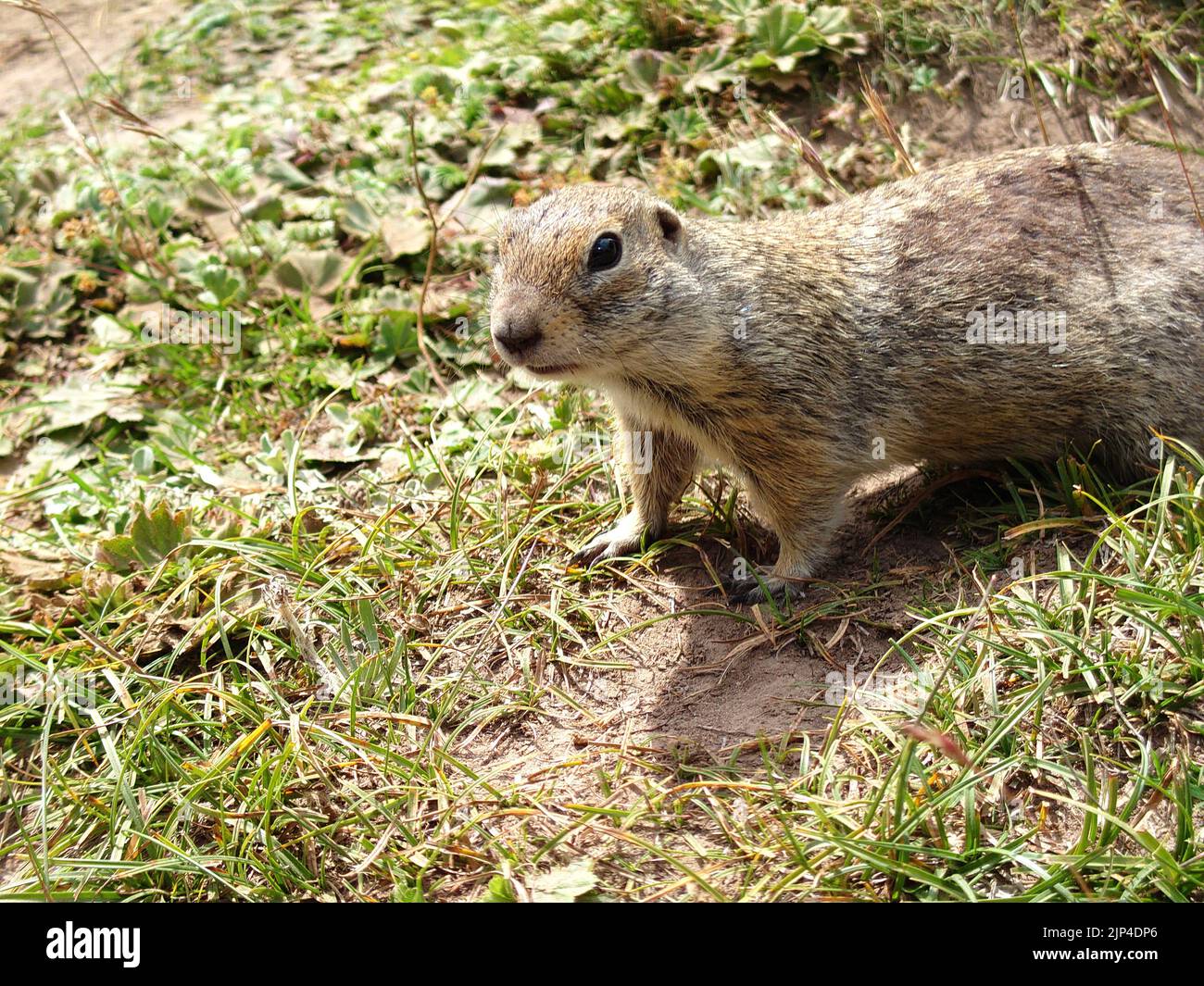 A Caucasian gopher sits and poses for the camera Stock Photo - Alamy