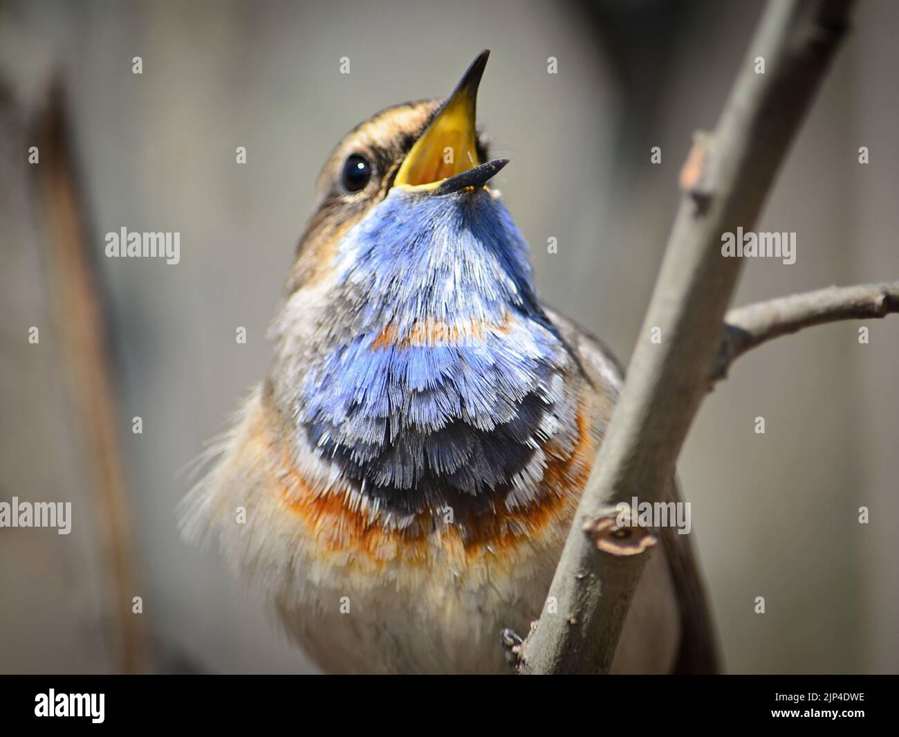 A macro of a bluethroat bird over a blurry background Stock Photo - Alamy