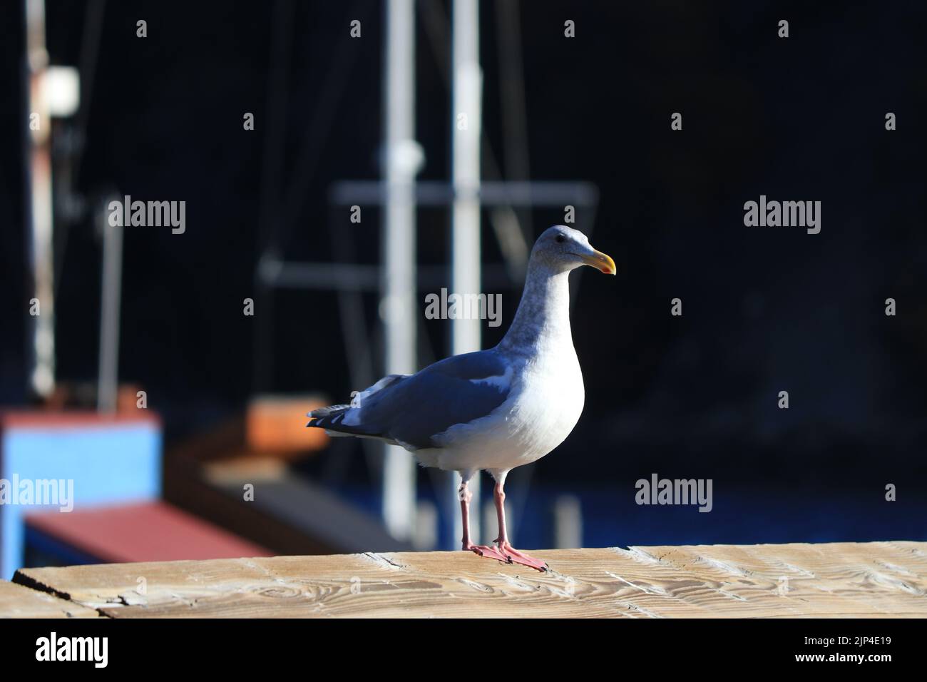 A glaucous-winged gull (Larus glaucescens) standing on a wall in ...
