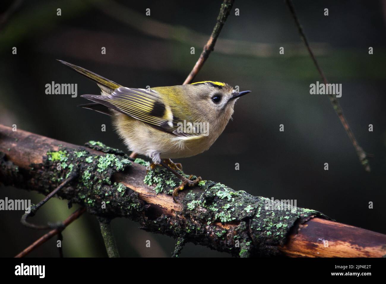 A macro of a Goldcrest bird on a tree branch Stock Photo - Alamy