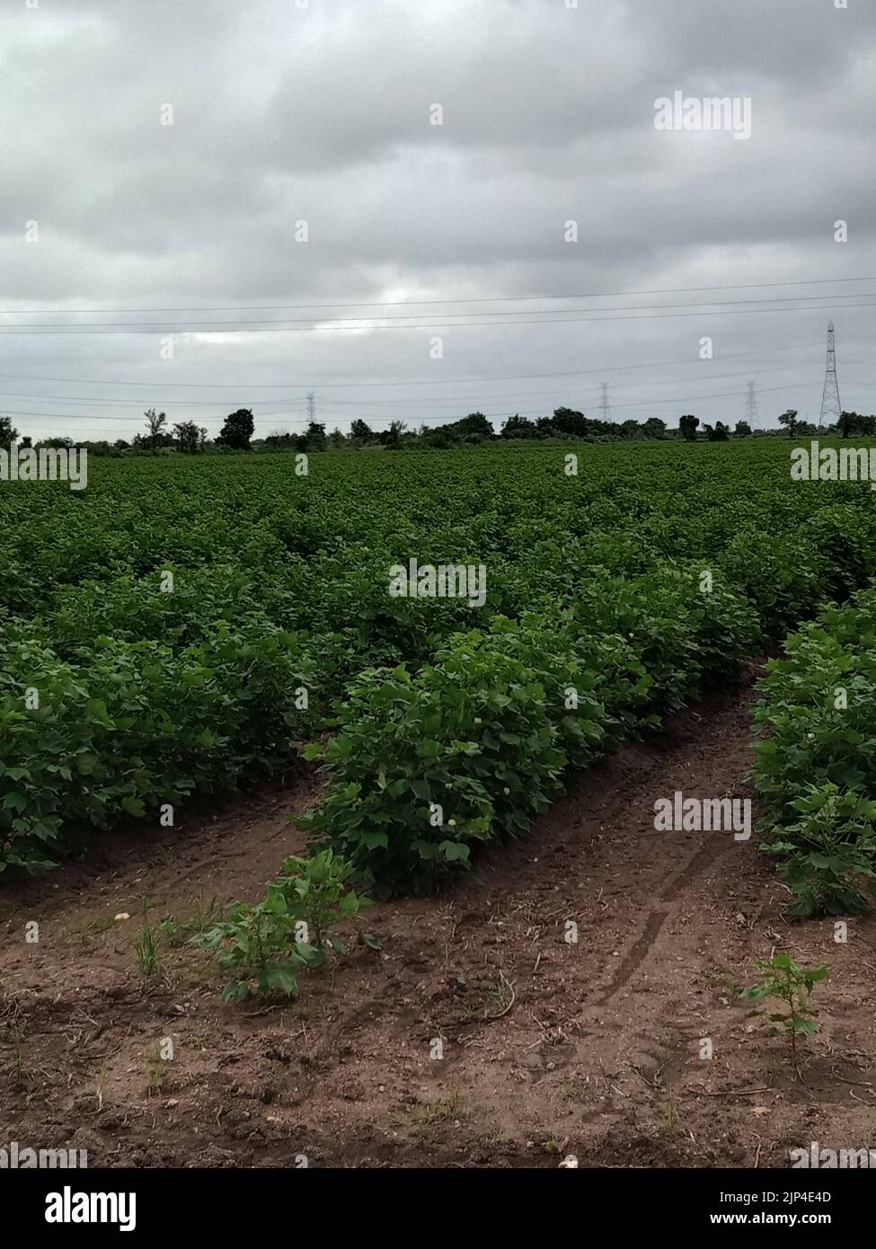 A Cotton crop Indian forming in the field Stock Photo - Alamy
